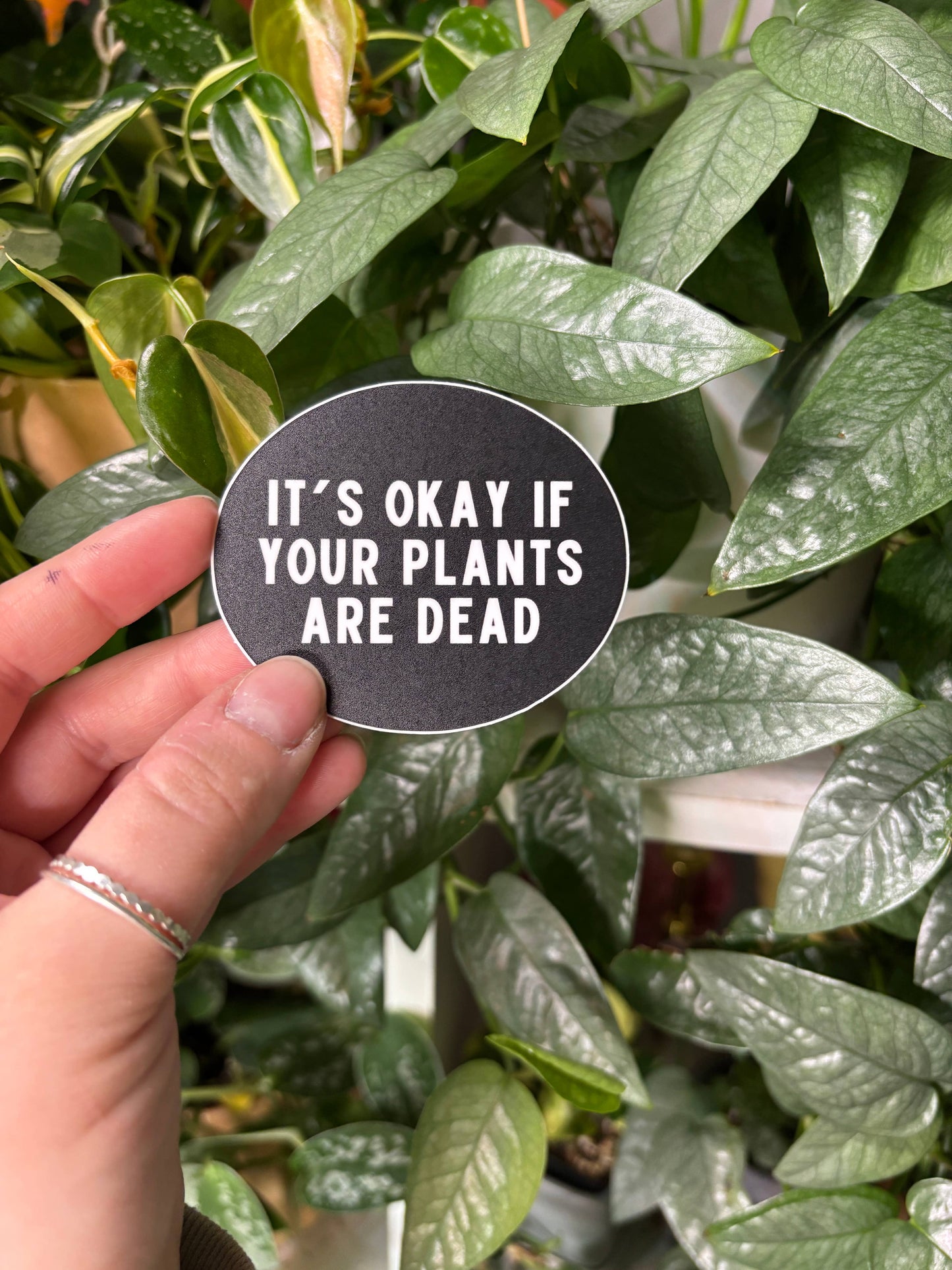 Plant Care Sticker "It's Okay If Your Plants Are Dead" – The Plant Room