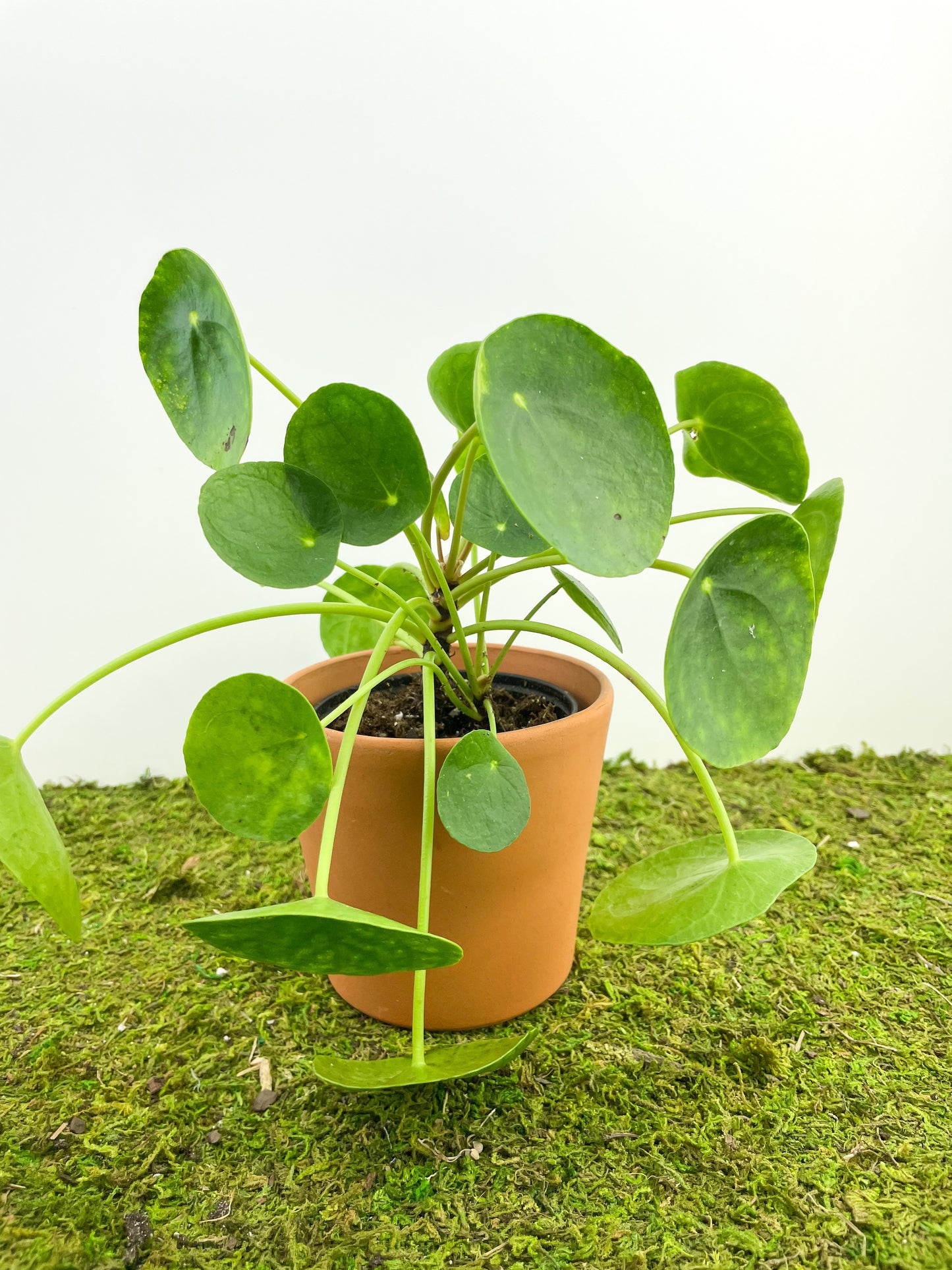 Friendship Plant | Pilea Peperomioides – The Plant Room